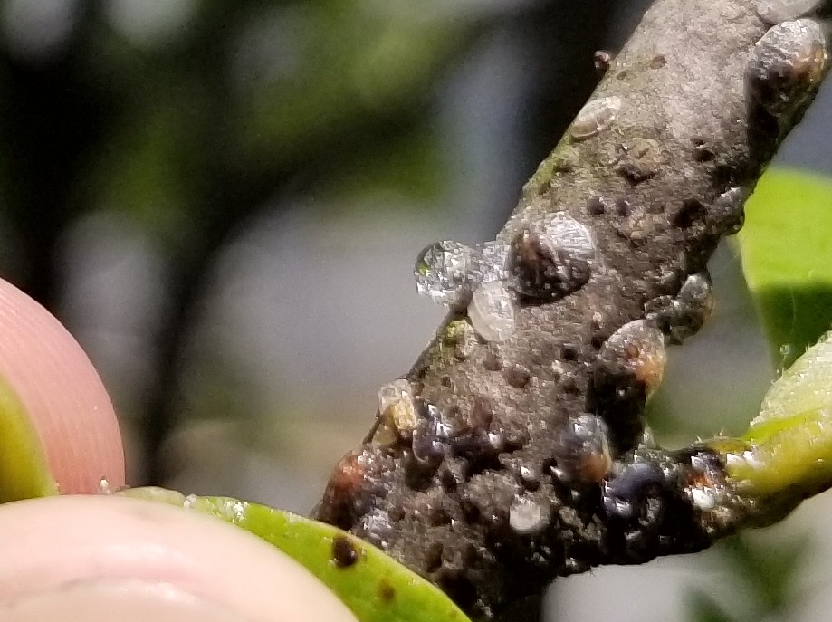 An Introduction to Scale Insects in the Landscape: What They Are, How ...